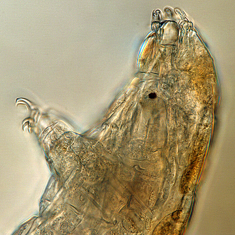 The Wonder of Water Bears | God's World News