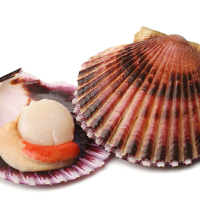 Bivalve Facts | God's World News