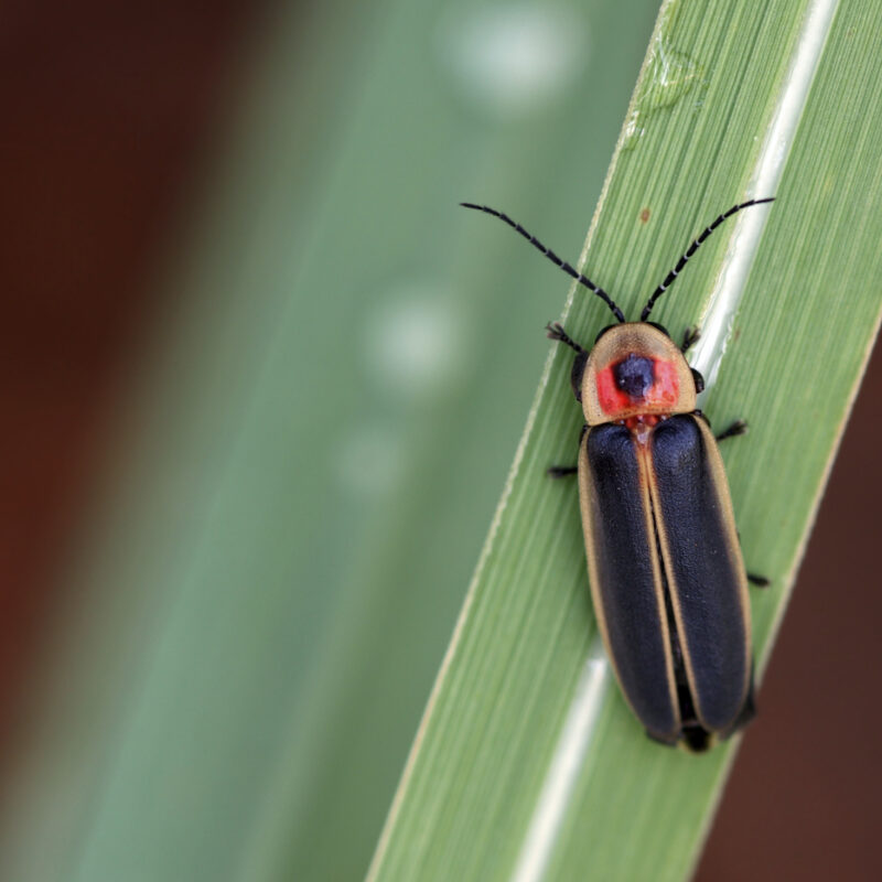 Bats and Bugs Battle | God's World News