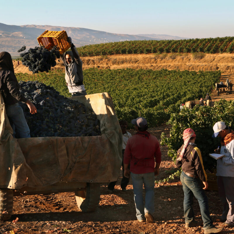 The Grape Bank | God's World News