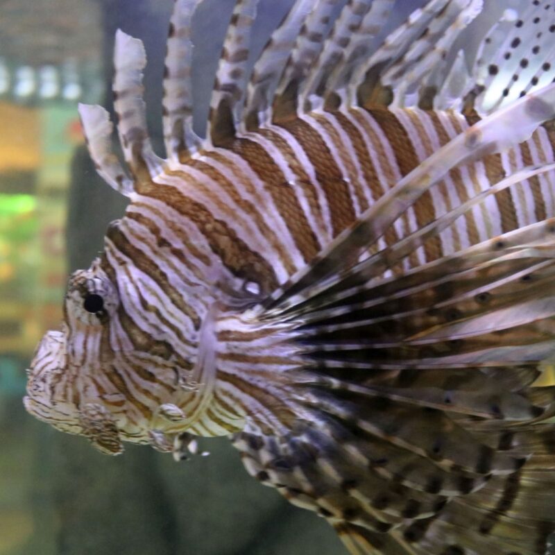 Trapping Lionfish | God's World News