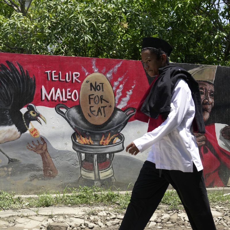 Bad News for Maleo Birds | God's World News