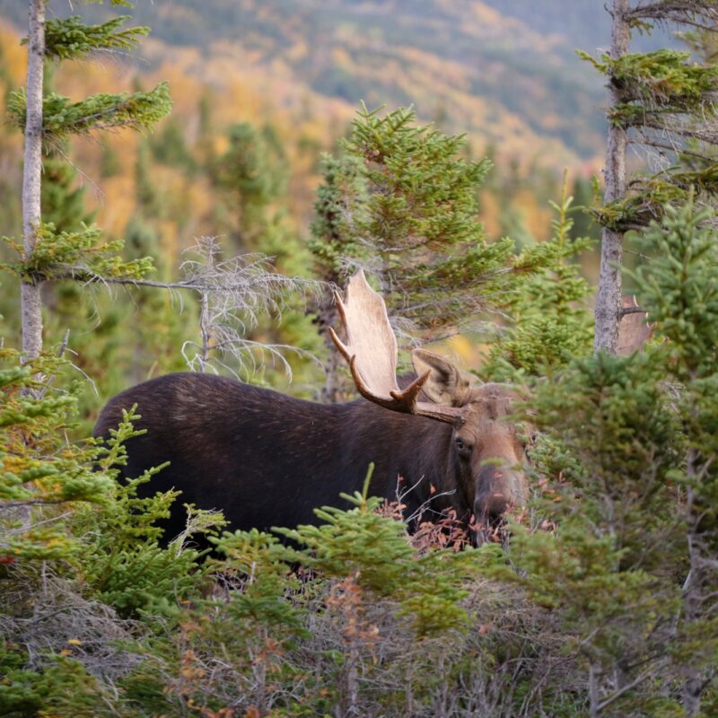 How To Save a Moose | God's World News
