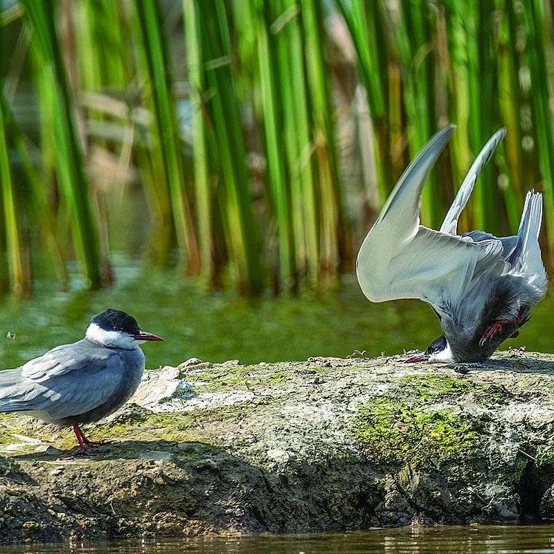 Funny Nature Photos Take the Prize | God's World News