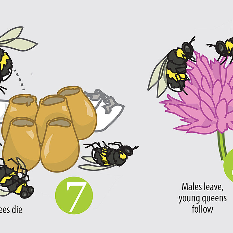 Life Cycle of the Bumble Bee | God's World News