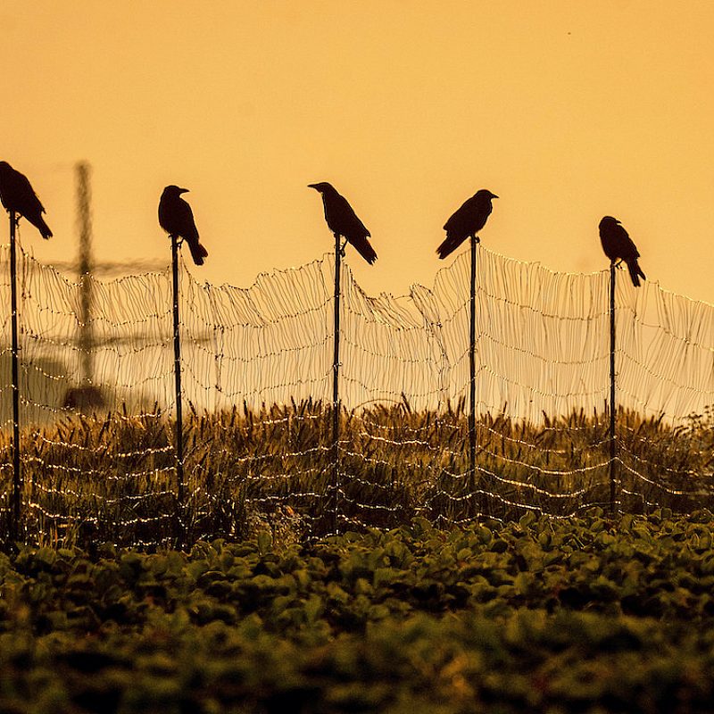 Smart Crows Spot the Differences | God's World News