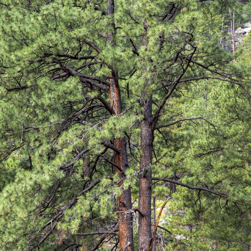 Good Fires in the Forest | God's World News
