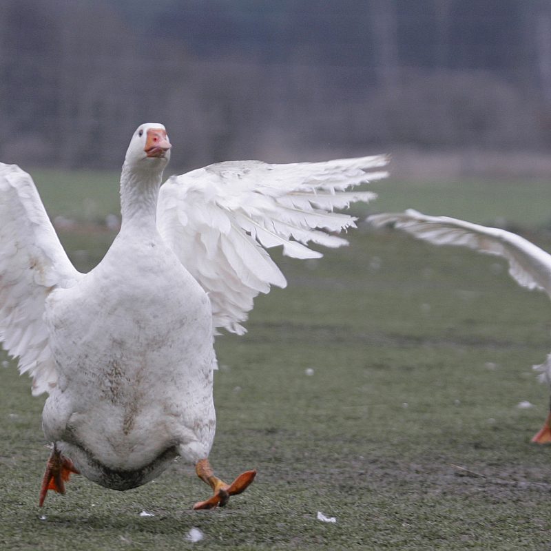 Meet the geese police. | God's World News