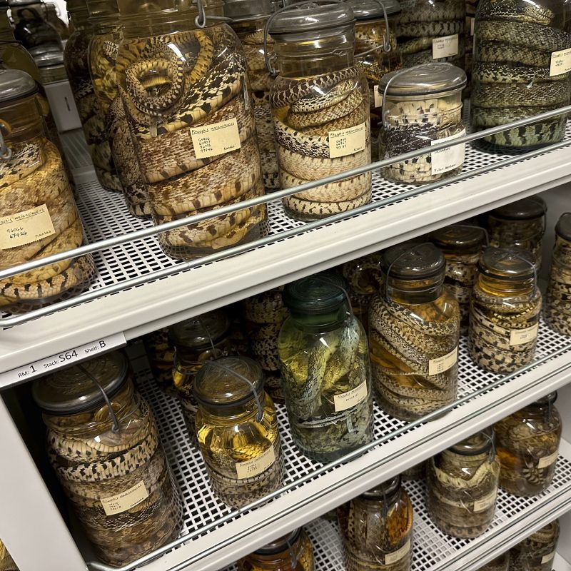 Many Jars of Snakes | God's World News
