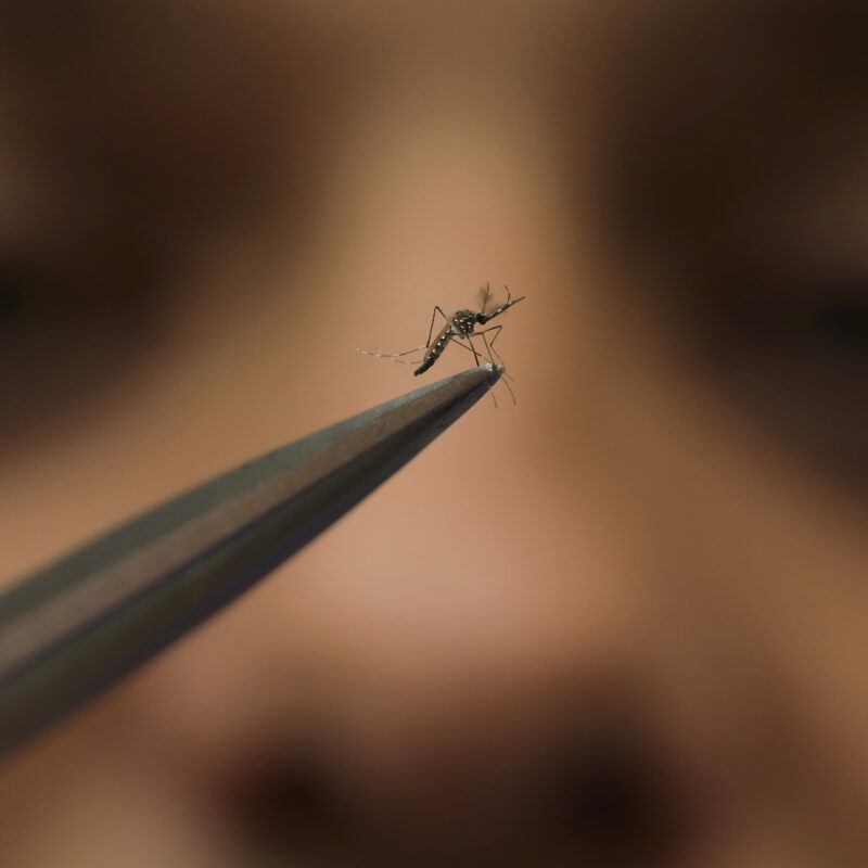 Mosquito Replacement Plan | God's World News