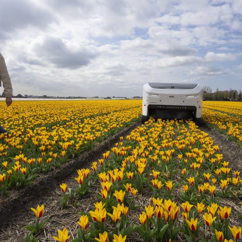 A Robot for Tulips? | God's World News