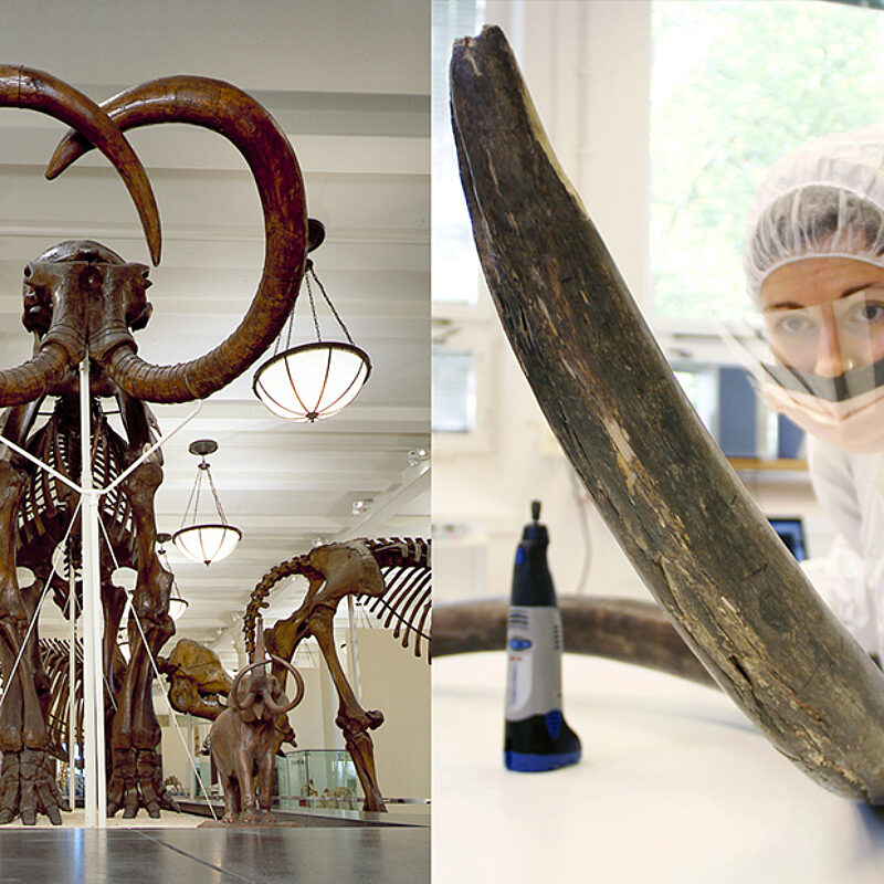 Return of the Woolly Mammoth? | God's World News