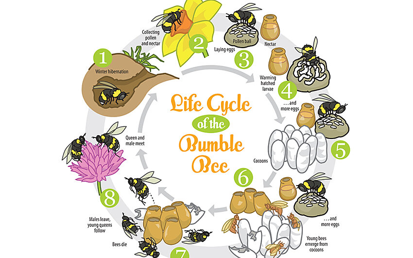 Life Cycle of the Bumble Bee | God's World News