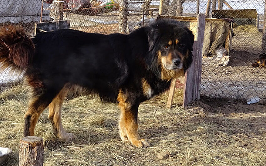 The Right Dog for the Job | God's World News