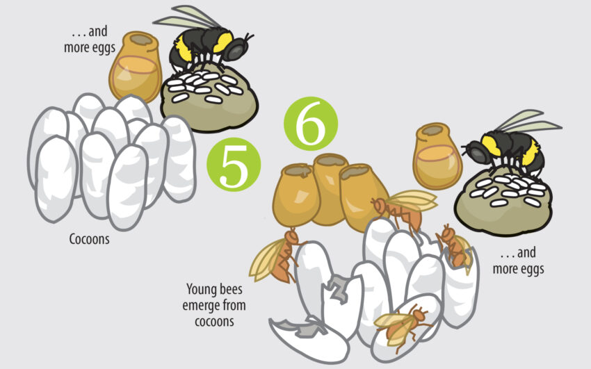 Life Cycle of the Bumble Bee | God's World News