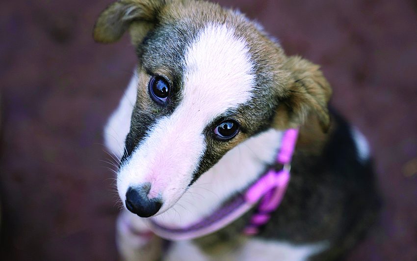 When “Puppy Dog Eyes” Aren’t Enough | God's World News