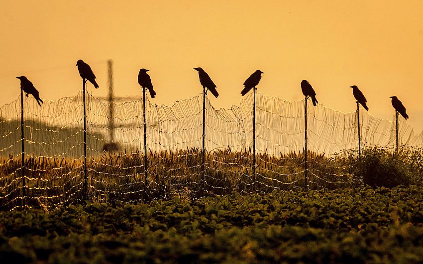 Smart Crows Spot the Differences | God's World News