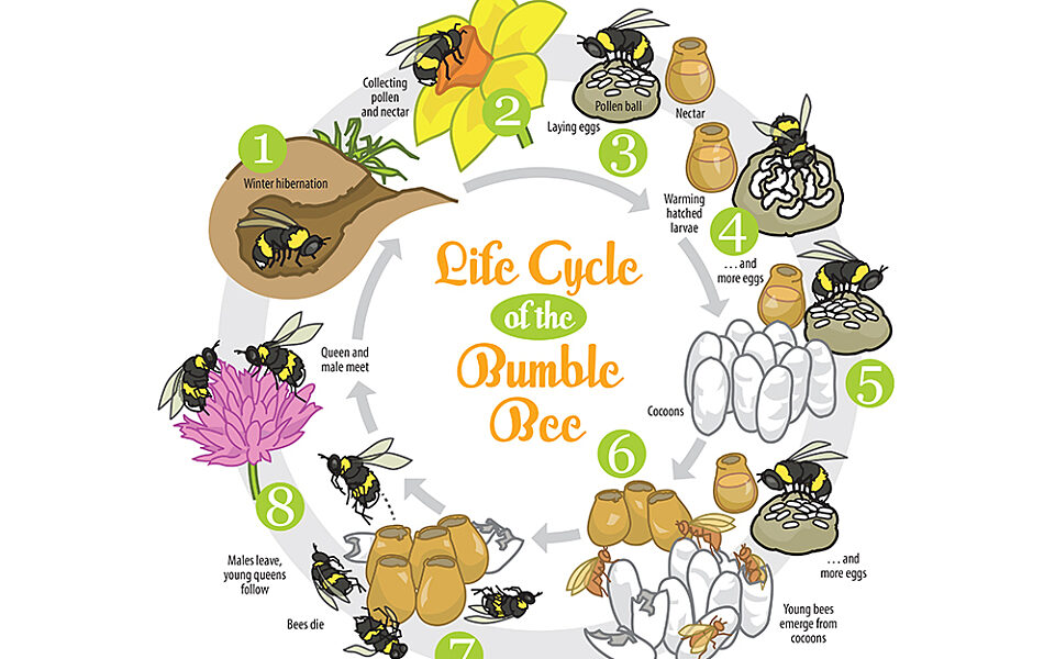 Life Cycle of the Bumble Bee | God's World News
