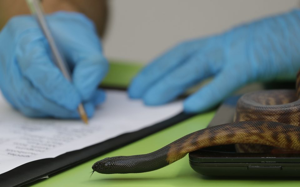 What Does a Herpetologist Do? | God's World News