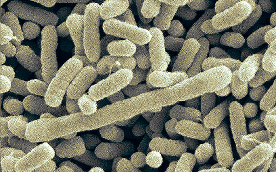 Thanks, Bacteria! | God's World News