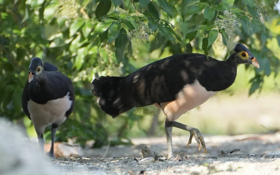 Bad News for Maleo Birds | God's World News