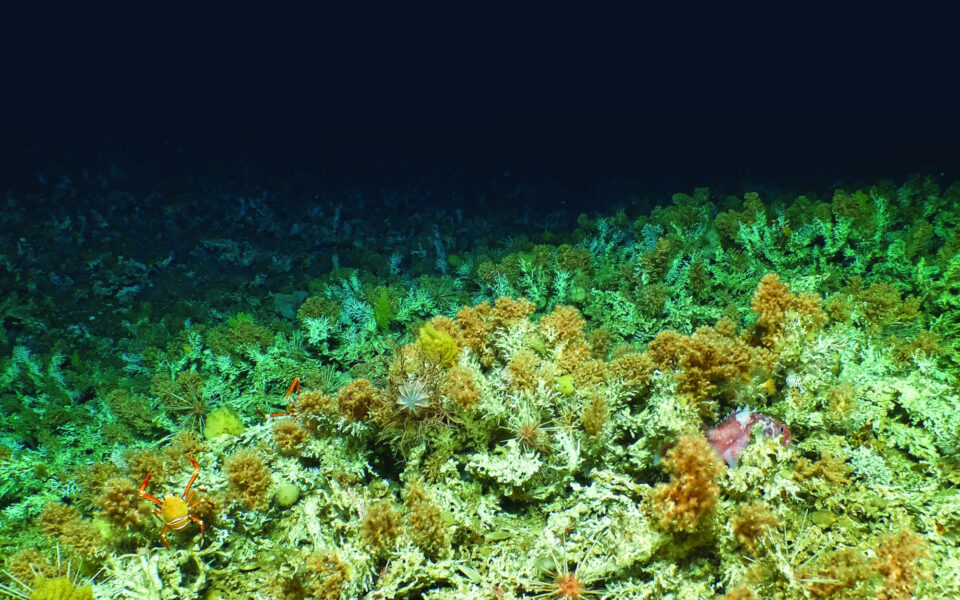 The Reef That Lived | God's World News