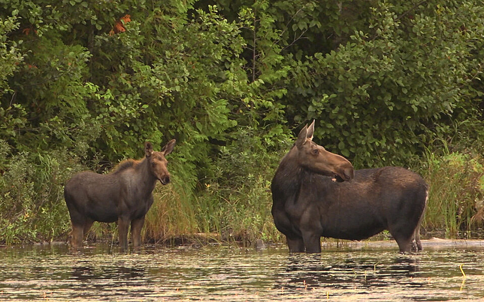 Wolf Management at Isle Royale | God's World News