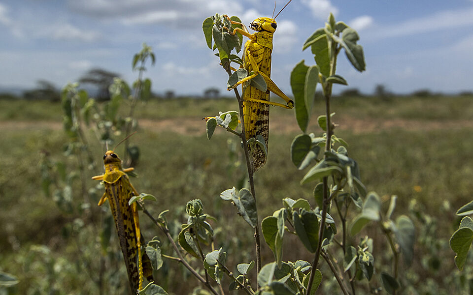 Clouds of Locusts | God's World News