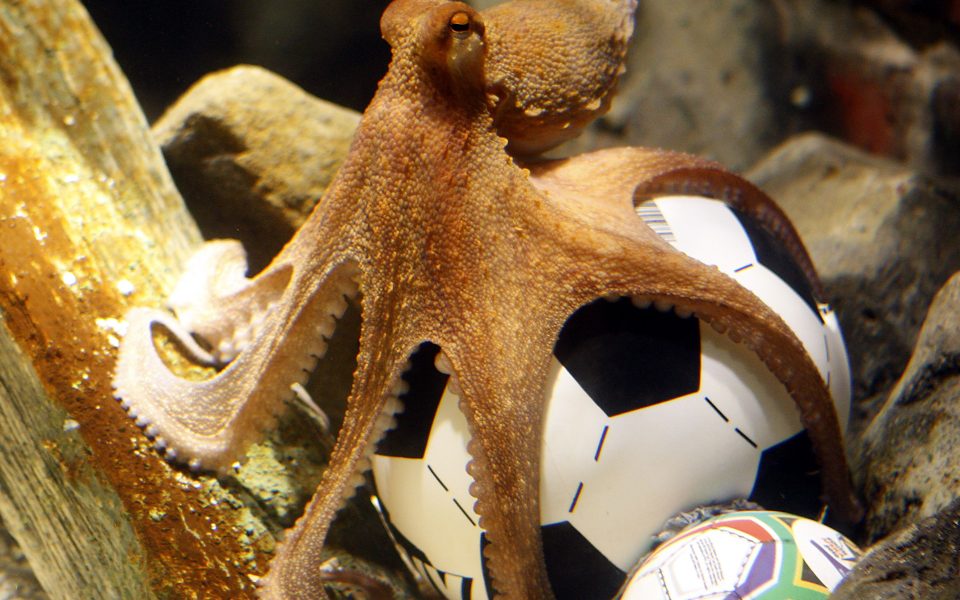 Octopus Care 101 | God's World News