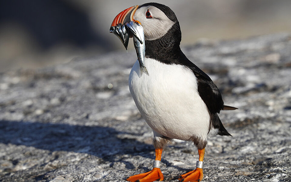 Make Way for Puffins | God's World News
