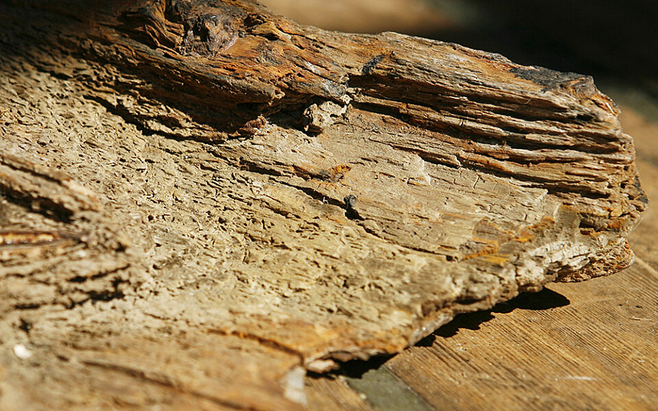 Shipworms in History | God's World News