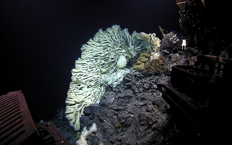 Giant Sponge | God's World News