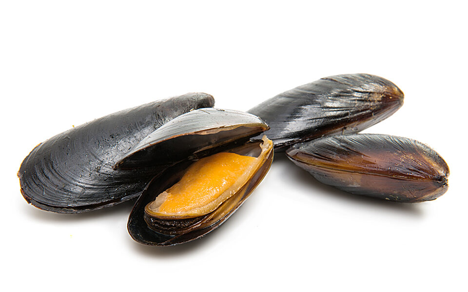Bivalve Facts | God's World News