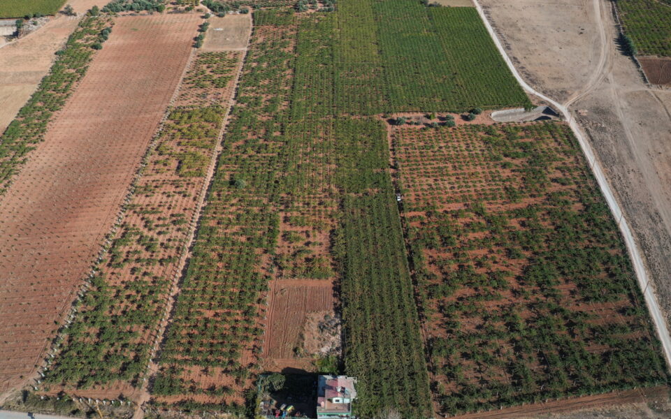 The Grape Bank | God's World News