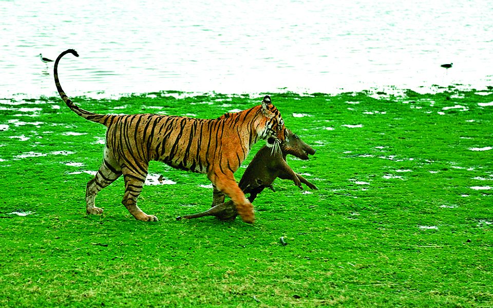 Take the Tiger Tour | God's World News