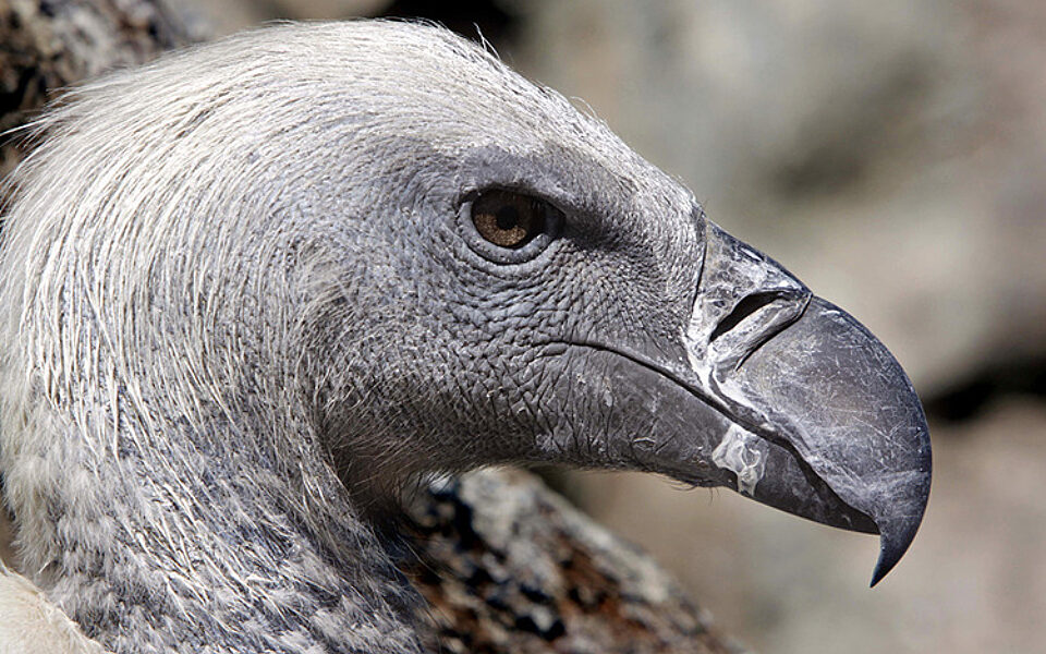 Vulture Wipeout | God's World News