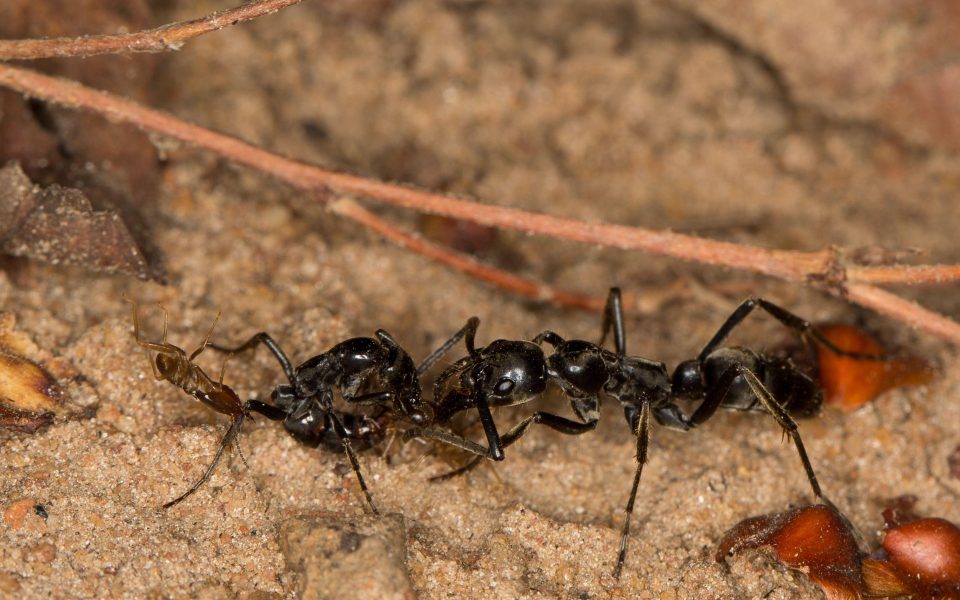 Learn from the ant doctors. | God's World News