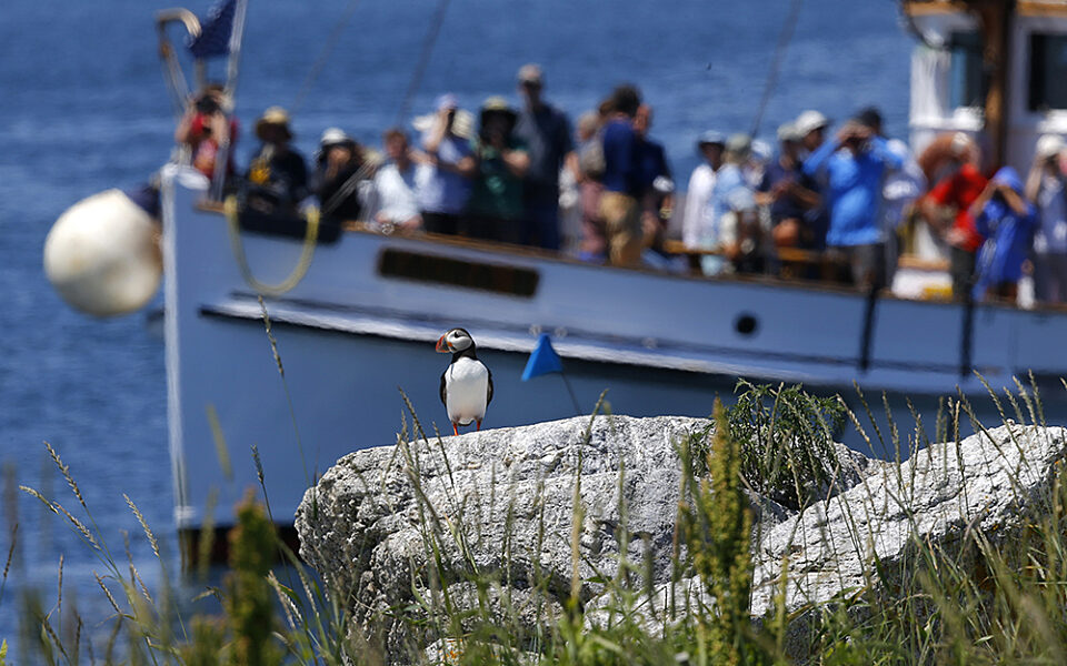 Make Way for Puffins | God's World News