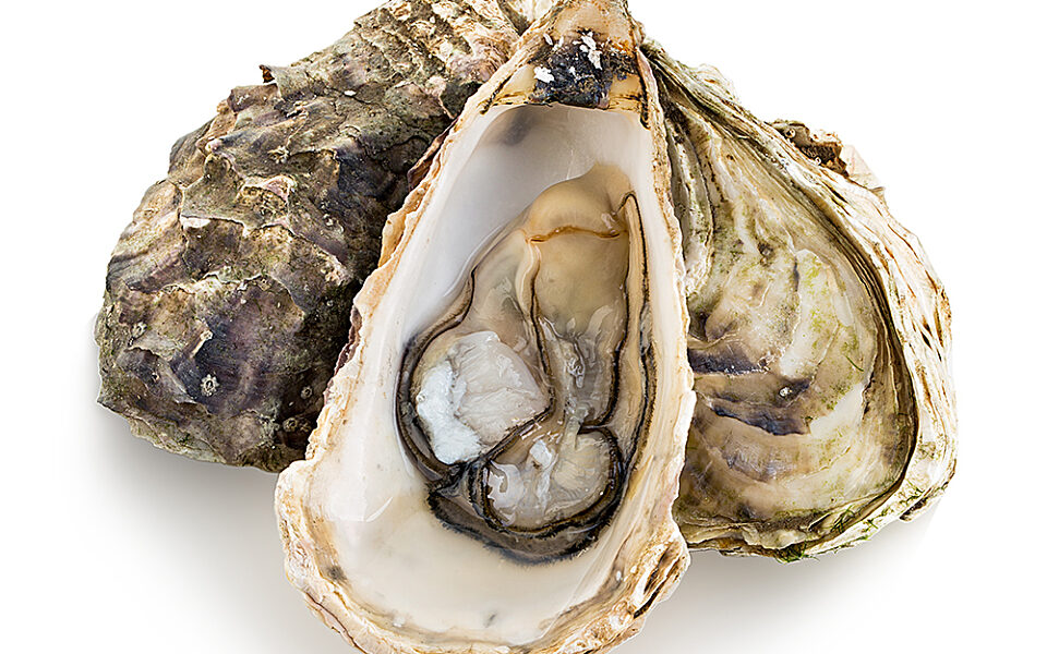 Bivalve Facts | God's World News