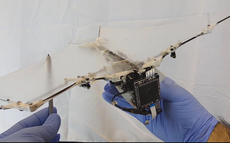 Introducing . . . Bat Bot! | God's World News