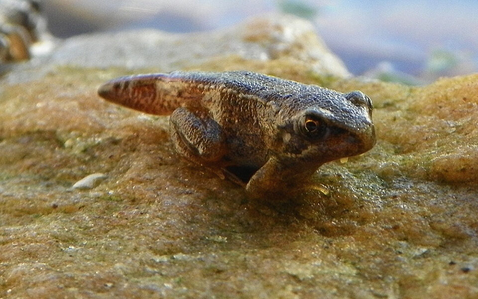 Life Cycle of a Frog | God's World News