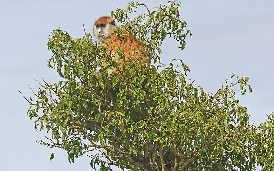 Dr. Seuss’s Monkey? | God's World News