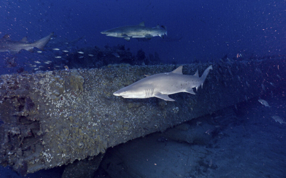 How Do Fish Sleep? | God's World News