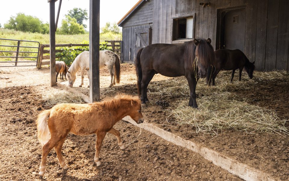 Everywhere a Mini-Moo, Baa, Oink | God's World News