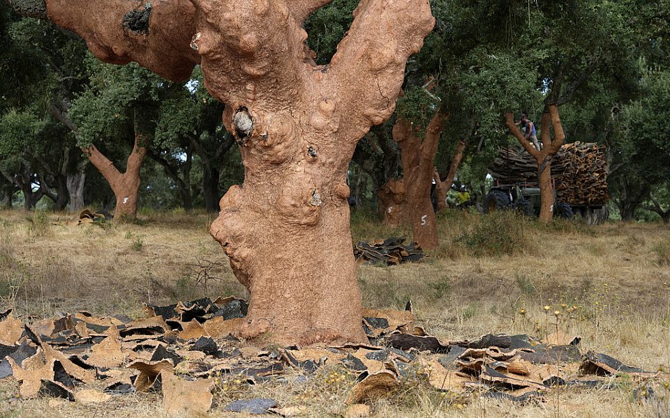 Putting a Cork in Tariffs | God's World News