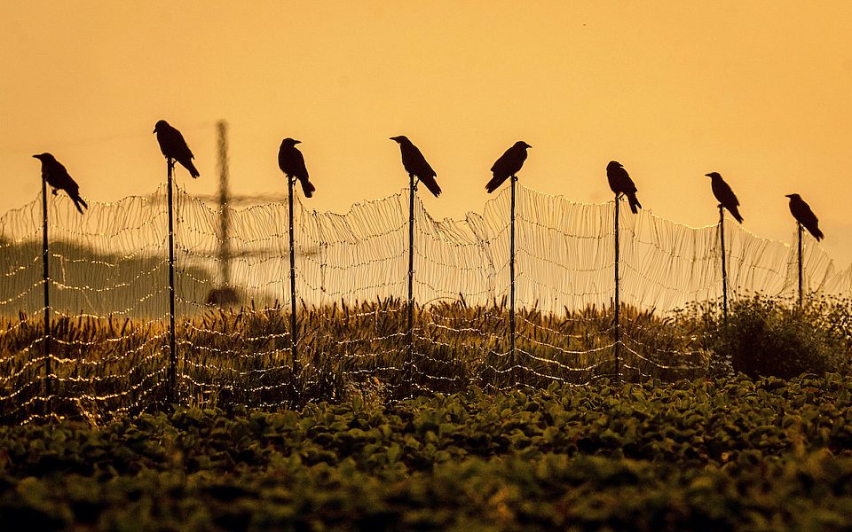 Smart Crows Spot the Differences | God's World News
