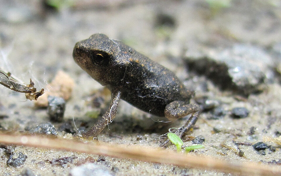 Life Cycle of a Frog | God's World News