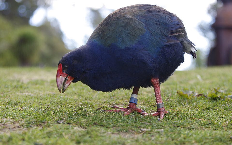 News by the Numbers: Extinction Facts and… | God's World News