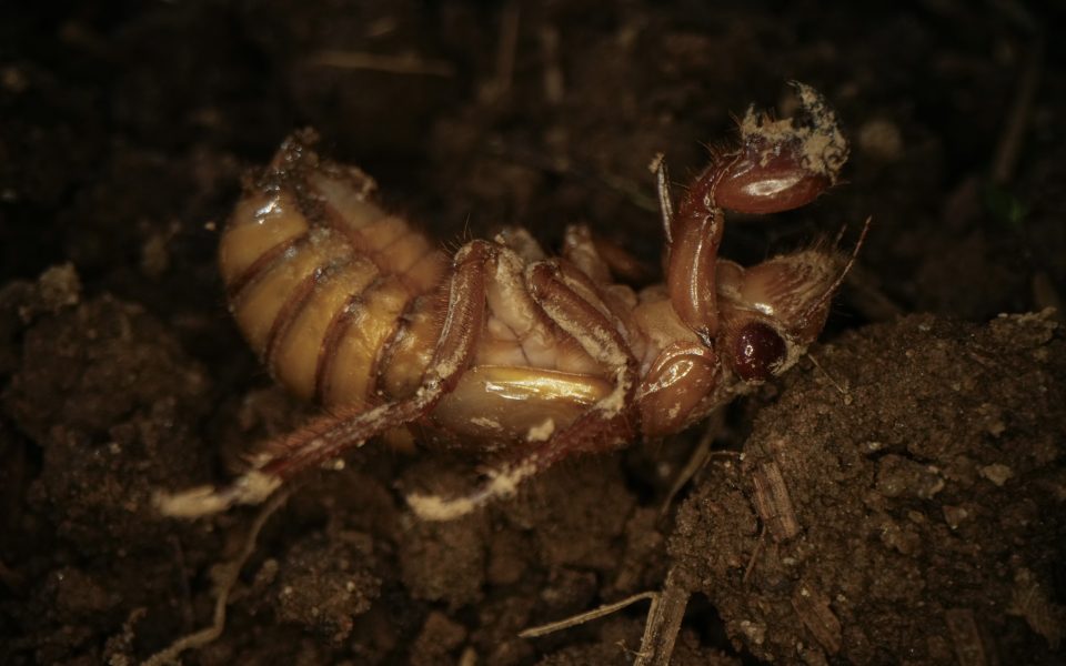 Cicada Double Dose | God's World News