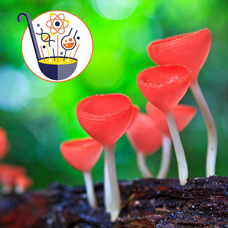 God's World News | Tell Me a Story